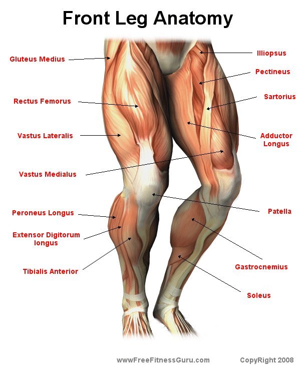 FreeFitnessGuru Front Leg Anatomy FreeFitnessGuru Front Leg Anatomy